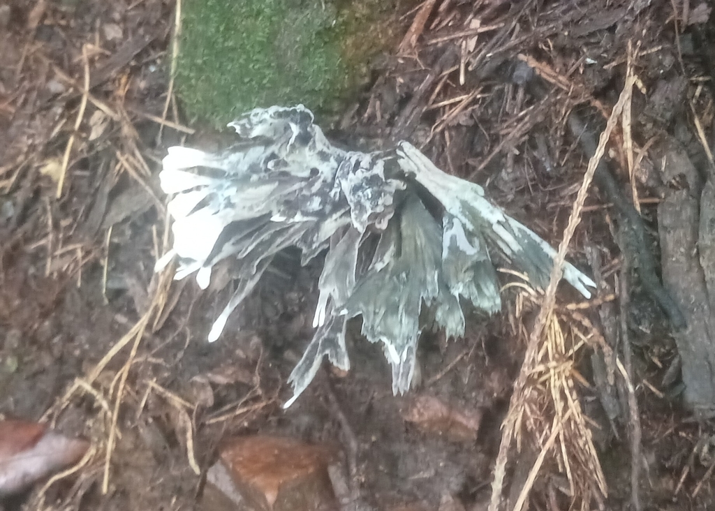 Thelephorales from Springbrook QLD 4213, Australia on January 30, 2022 ...
