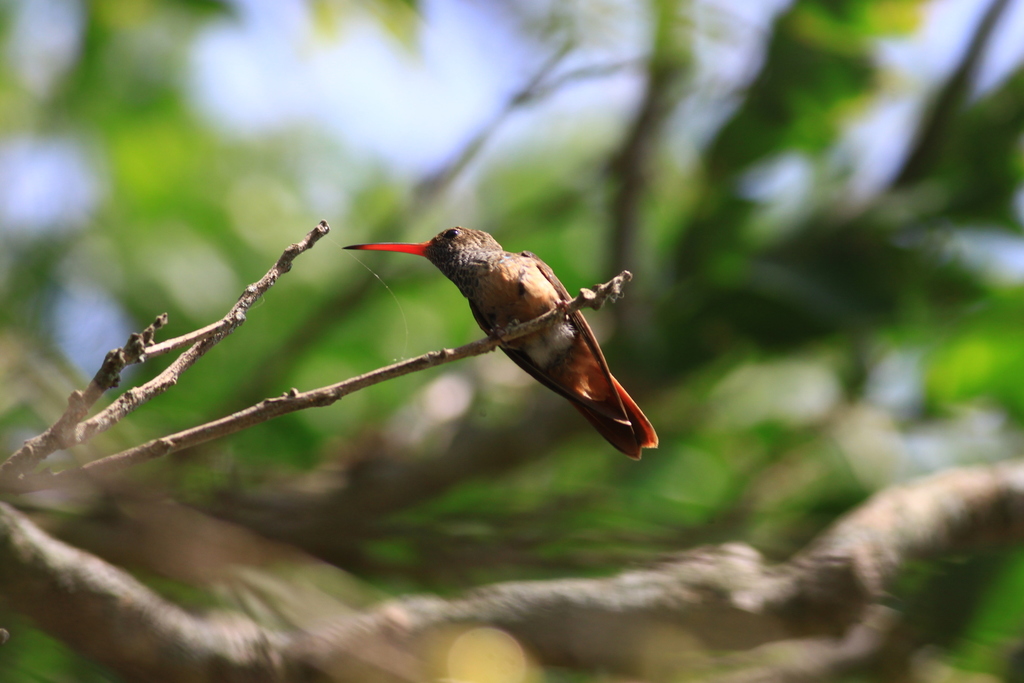 Colibrí Vientre Canelo desde Úrsulo Galván, Ver., México el 14 de abril ...