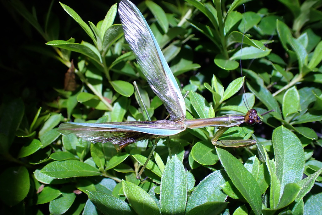 Chinese Mantis from 日本〒722-0073 廣島縣尾道市向島町 on October 07, 2019 at 12:46 ...