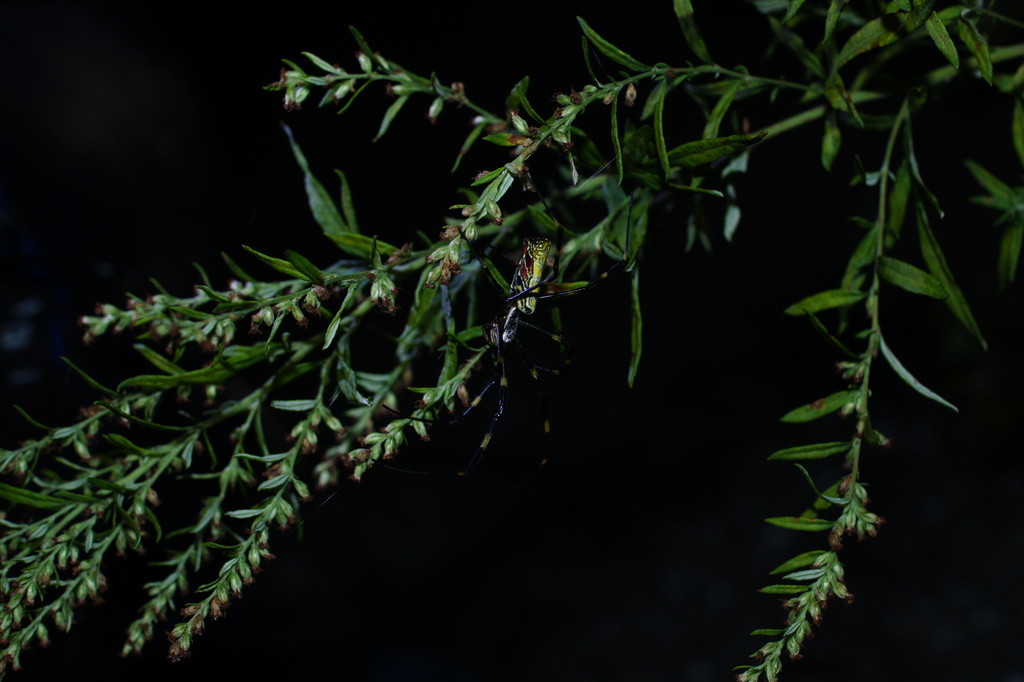 Joro Spider from Hongocho Kamikitagata, Mihara, Hiroshima 729-0415日本 on ...