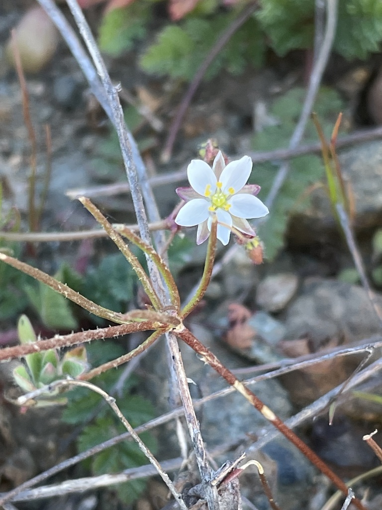Corn spurrey from El Dorado Hills, CA, US on January 29, 2022 at 03:22 ...
