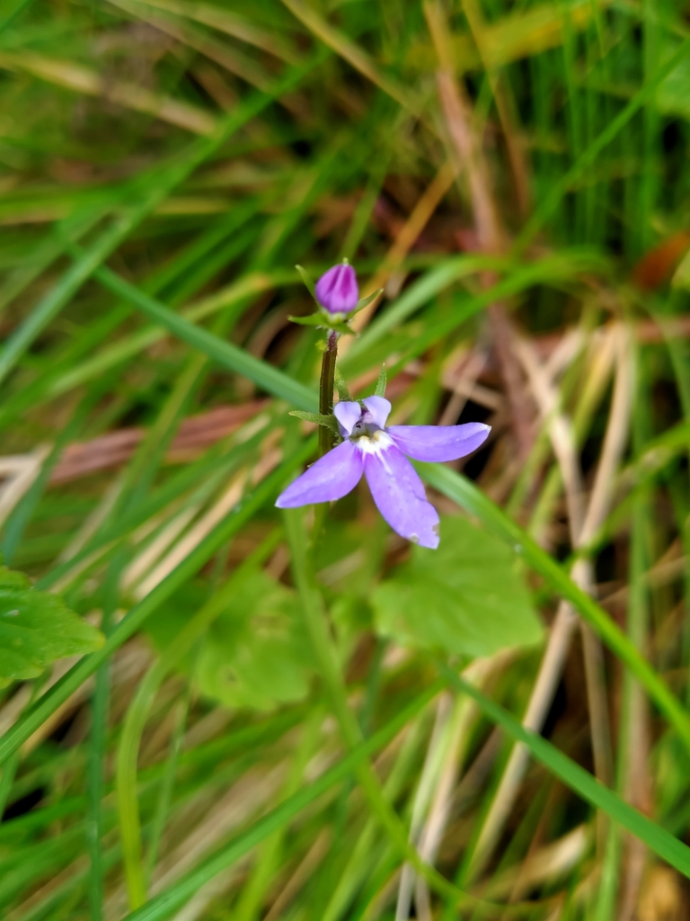 forest lobelia from Carneys Creek QLD 4310, Australia on January 30 ...