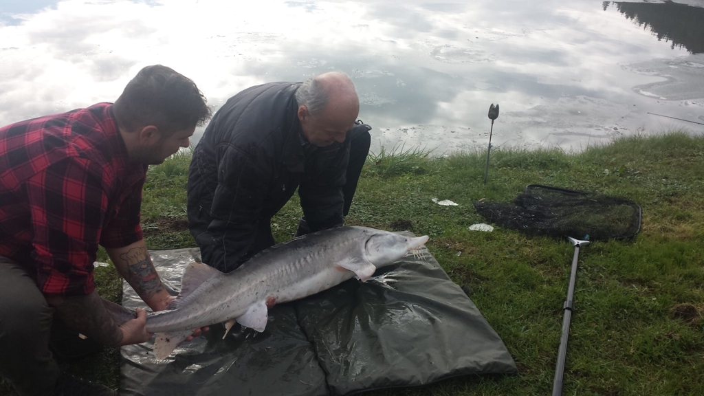 European Sea Sturgeon in December 2021 by Laura Geiger · iNaturalist