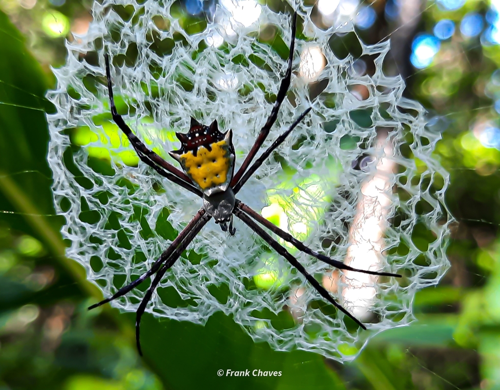 Argiope submaronica from Provincia de Puntarenas, Costa Rica on January ...