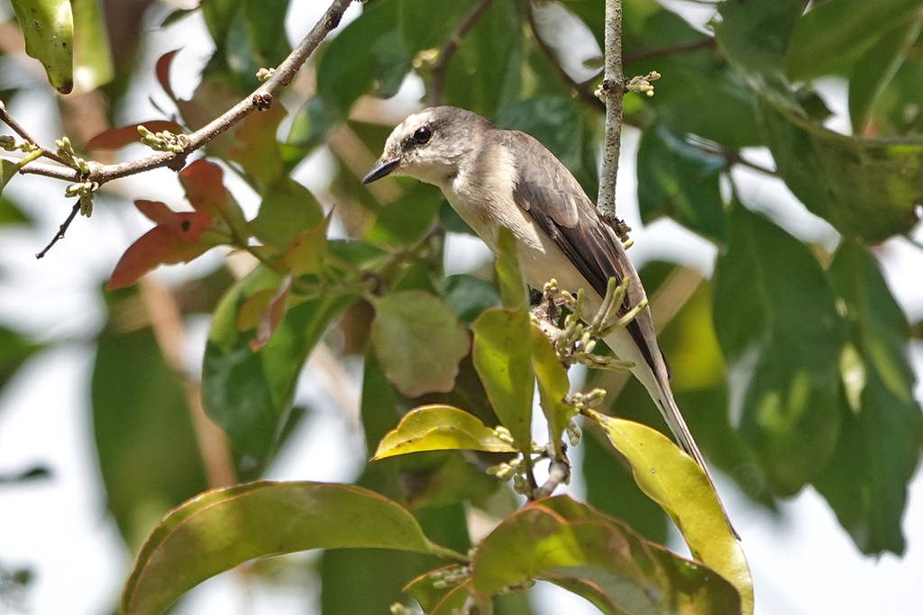 Brown-rumped Minivet in January 2022 by Carol Kwok. 小灰山椒鳥 Swinhoe's ...