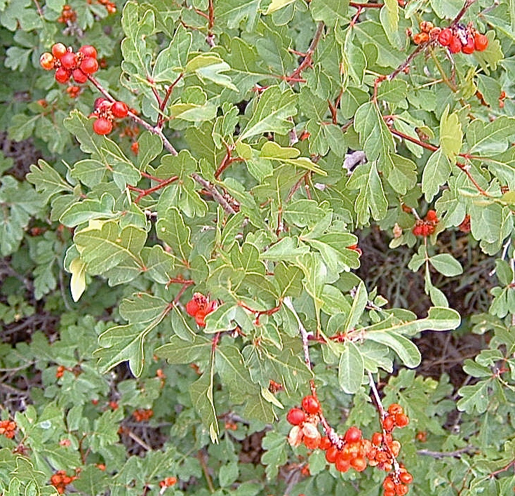 sumacs from San Juan County, UT, USA on June 25, 2005 at 03:47 PM by ...
