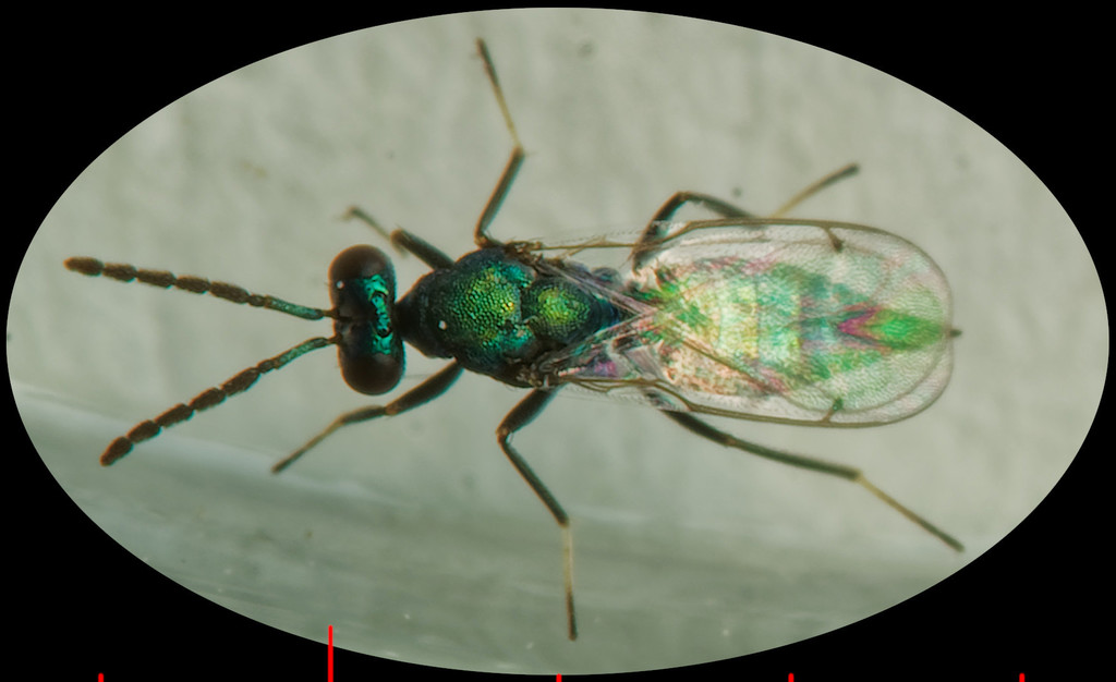 Sympiesis from 30200 Chusclan, France on January 30, 2022 at 11:49 AM ...