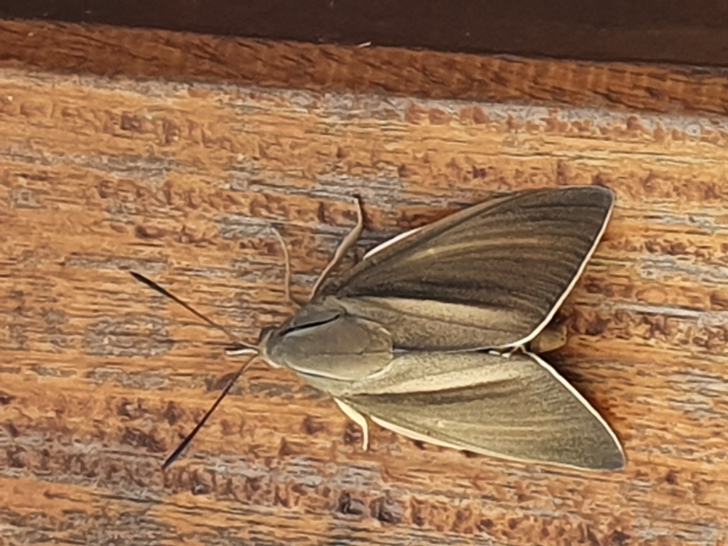 Palm Moth from San Miguel, Provincia de Buenos Aires, Argentina on ...