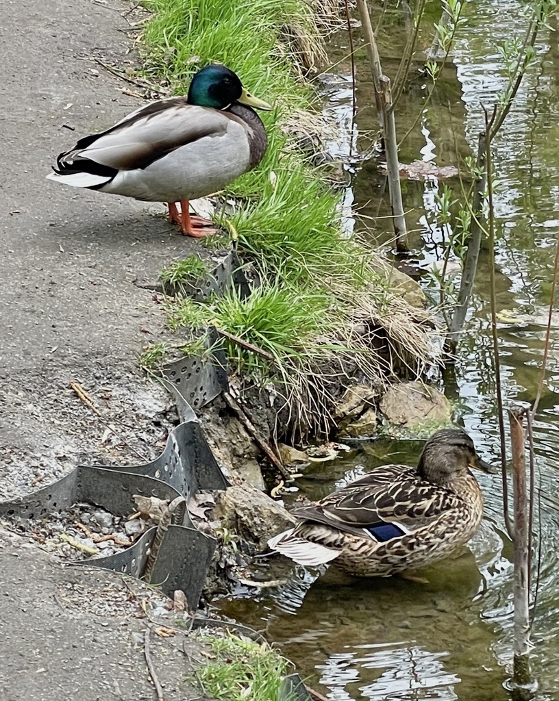Mallard from Донецкая область, UA on January 30, 2022 at 05:58 PM by ...