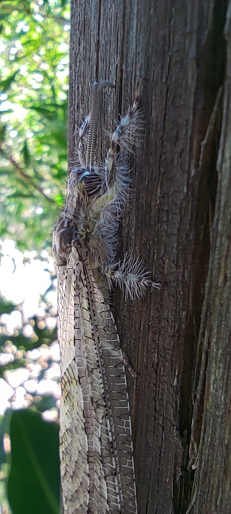 Vella fallax from Av. 40 Metros Y Rambla, 15300 Guazuvirá, Departamento ...