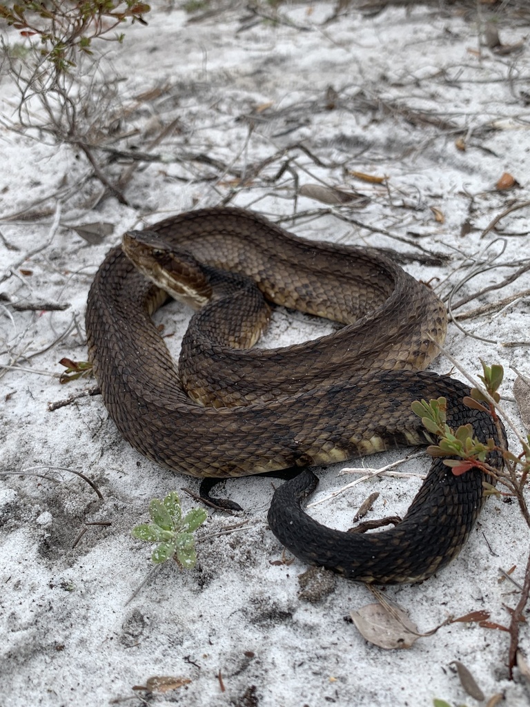 Northern Cottonmouth from Fort Pickens, Pensacola Beach, FL, US on ...