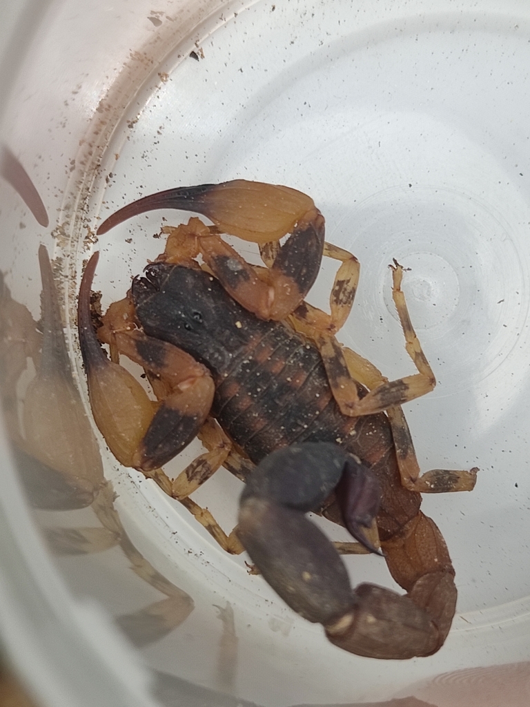 Tityus fasciolatus from Vila Wilson Guimaraes, Catalão - GO, Brasil on ...