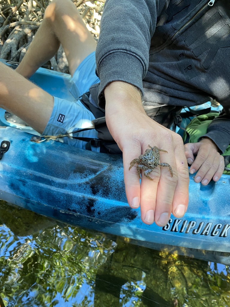Mangrove Tree Crab from Key West, Key West, FL, US on January 30, 2022 ...