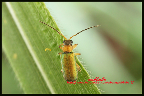 Apophylia flavovirens · iNaturalist
