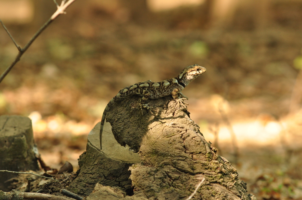 Southern Grumbler from Potrero Grande, Curicó, Maule, CL on January 29 ...