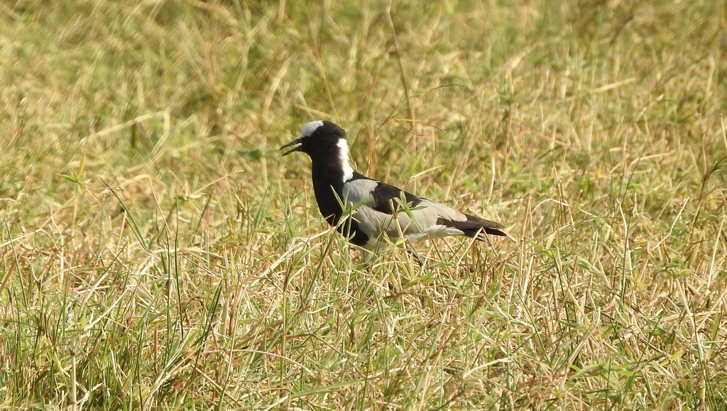 Blacksmith Lapwing from Kabe, , Caprivi, NA on October 9, 2015 at 09:05 ...