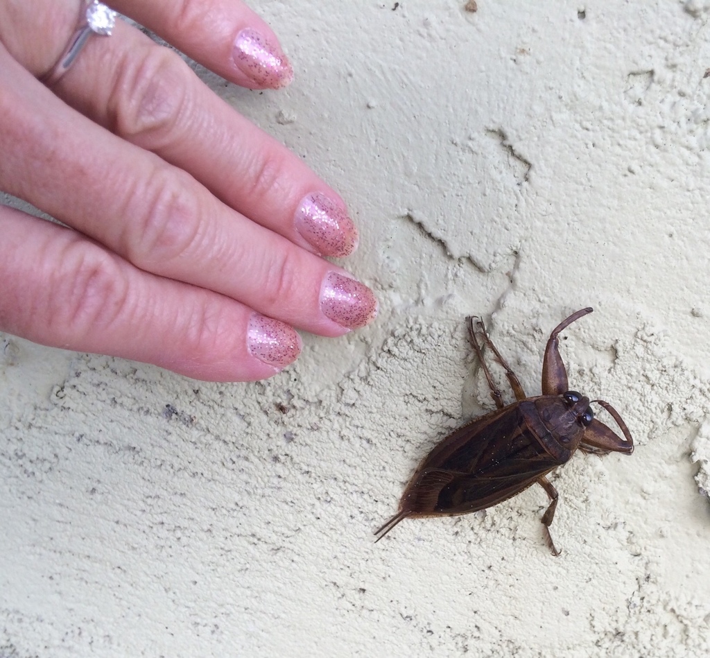 Uhler's Giant Water Bug from 2243 SE Gaslight St, Port Saint Lucie, FL ...