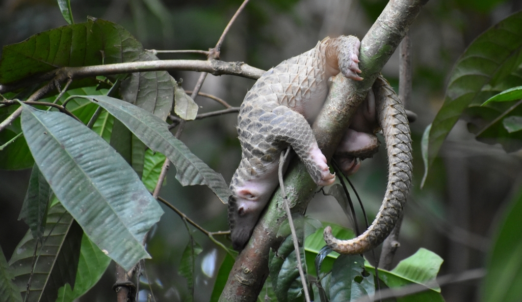 Sunda Pangolin in October 2019 by Ryan Pyne · iNaturalist