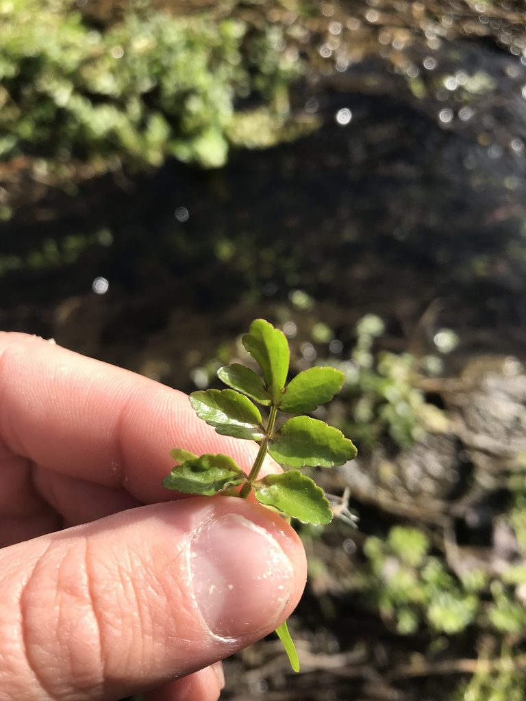 fool's watercress from Oledo, Oledo, Centro, PT on January 31, 2022 at ...