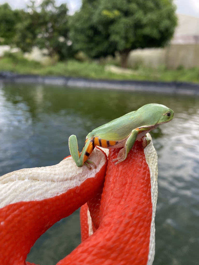 Pithecopus gonzagai from Crato, CE, BR on January 28, 2022 at 02:32 PM ...