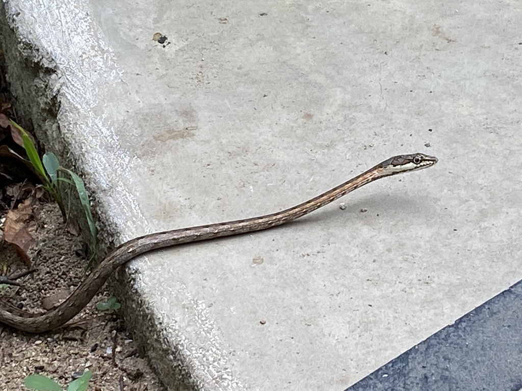 Tanganyika Sand Snake from Ruaha National Park, Iringa, TZ on January ...