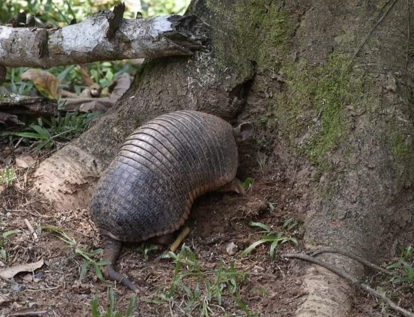 Northern Naked-tailed Armadillo from Danlí, Honduras on January 31 ...