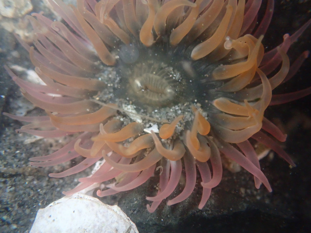 Moonglow Anemone from Seattle, WA, USA on January 30, 2022 at 08:23 PM ...