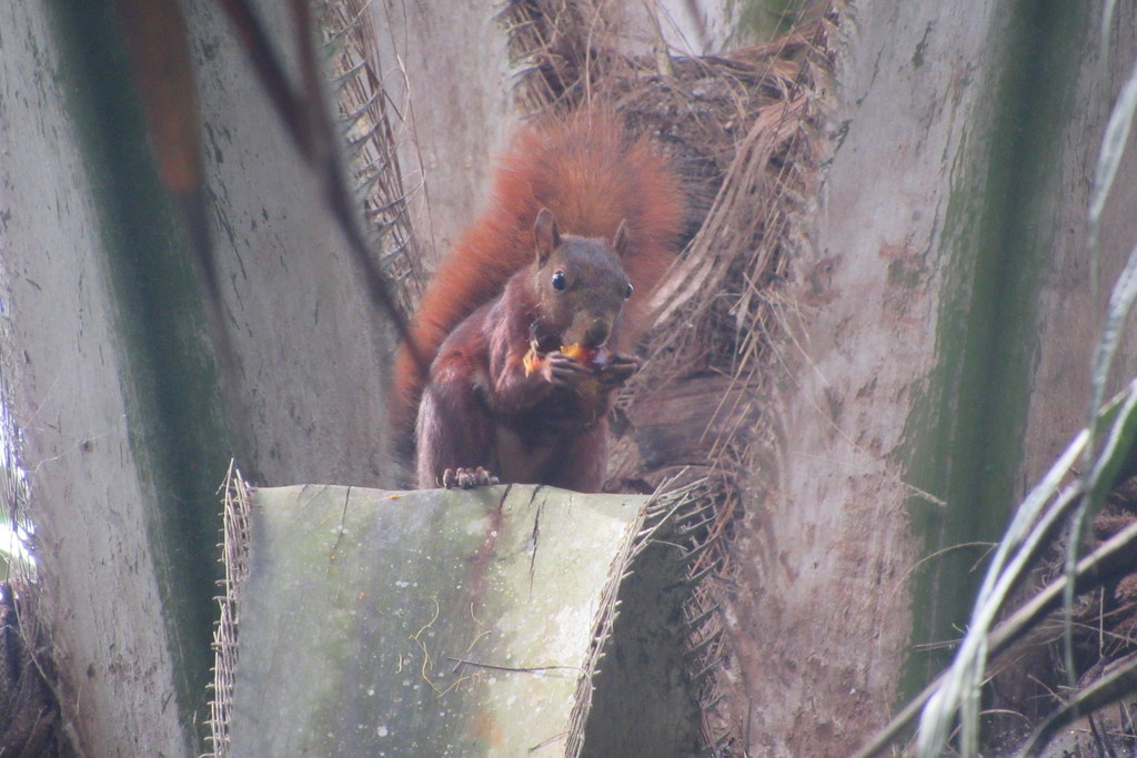 Red-tailed Squirrel from San Vicente de Chucurí, Santander, Colombia on ...
