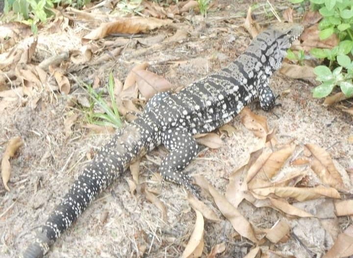 Argentine Black-and-white Tegu from Vila Bandeirantes, Santa Rita do ...