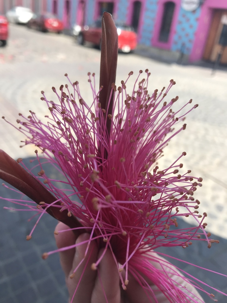 Shaving Brush Tree from Calle Hidalgo, Oaxaca de Juárez, OAX, MX on ...
