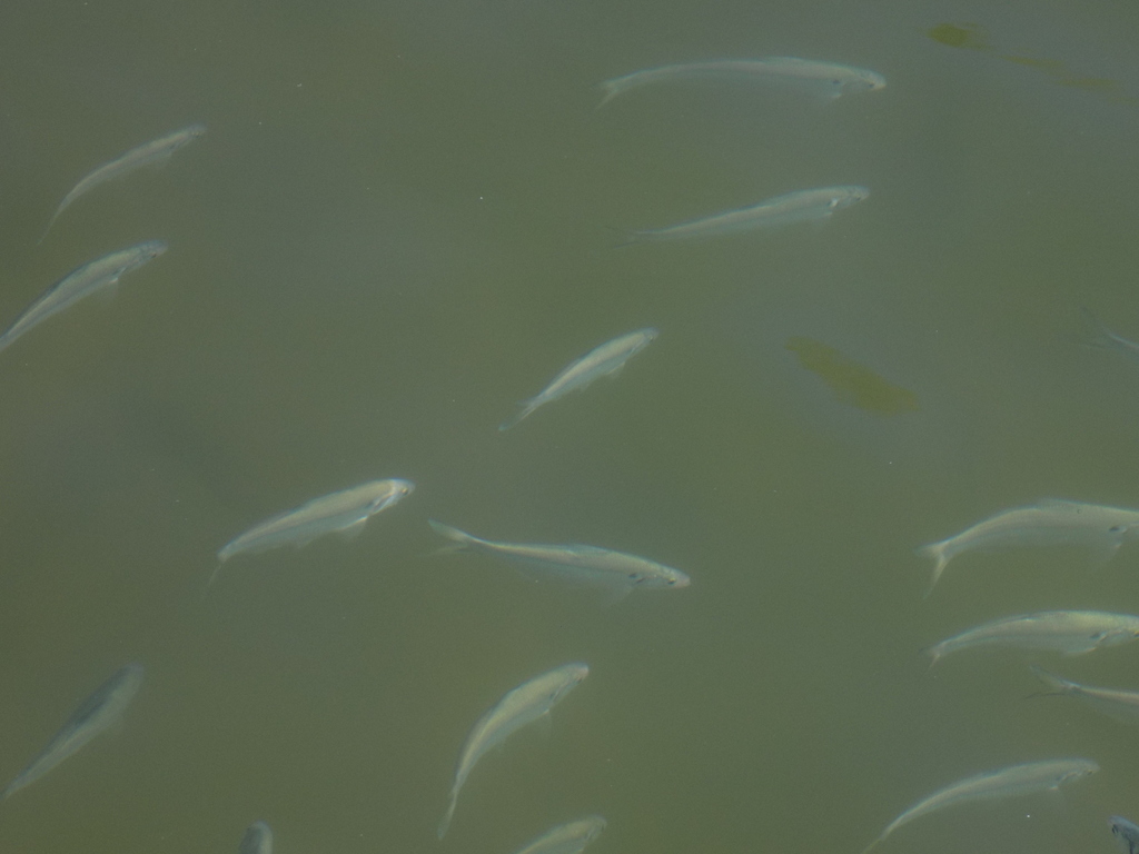 Threadfin Shad from Bristol, TN, USA on January 31, 2022 at 03:08 PM by ...