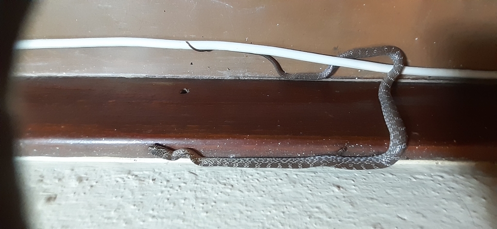 Marbled Tree Snake from Kruger Park, South Africa on January 31, 2022 ...