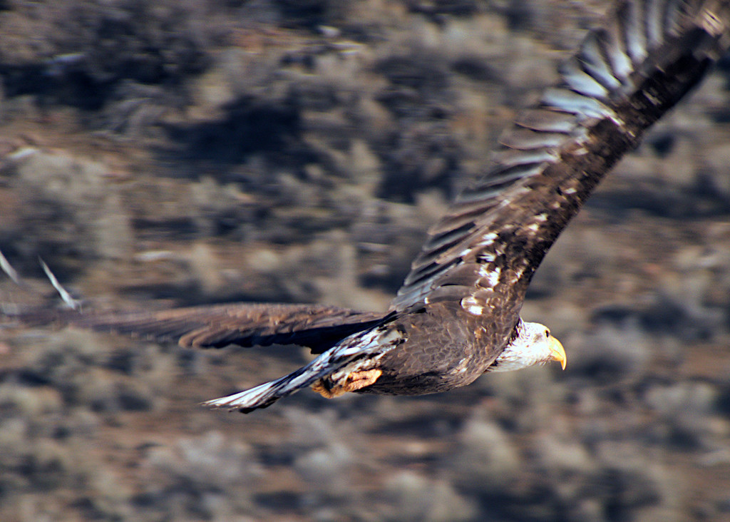 Bald Eagle from Harney County, OR, USA on January 30, 2022 at 11:07 AM ...