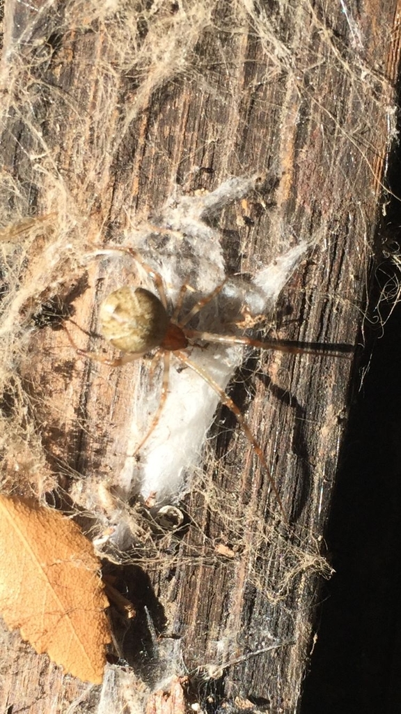 Common House Spider from Pucón, Araucanía, Chile by zorro_negro ...
