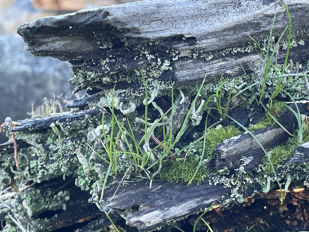Smooth Horn Lichen from Seacrest Pl, Qualicum Beach, BC, CA on January ...