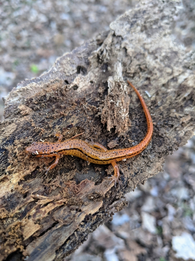 Blue Ridge Two-lined Salamander in January 2022 by Maggie Smith ...