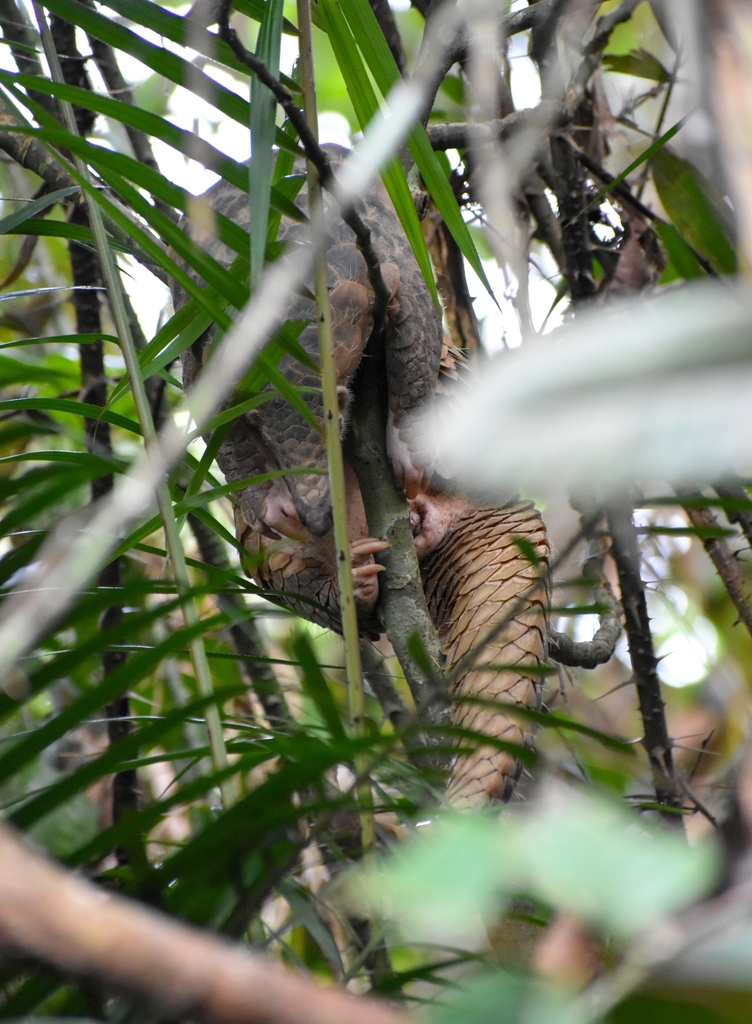 Sunda Pangolin in October 2019 by Ryan Pyne · iNaturalist