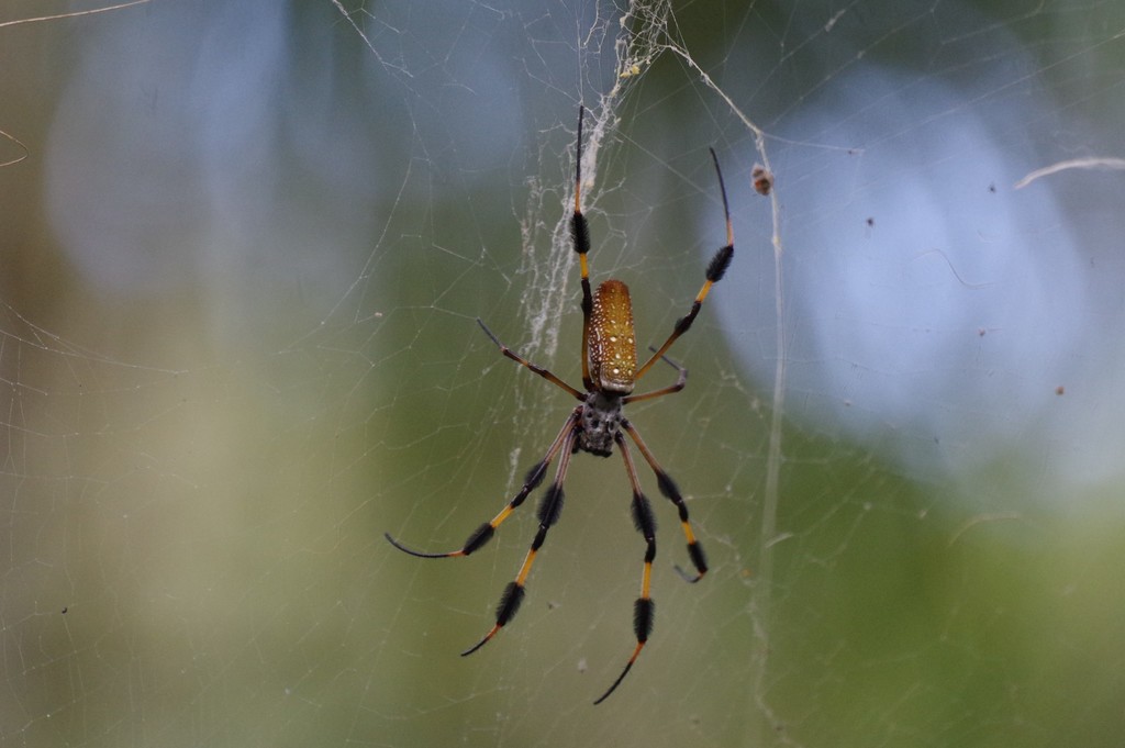 Golden Silk Spider from Turkey Creek Sanctuary, Palm Bay, Brevard ...