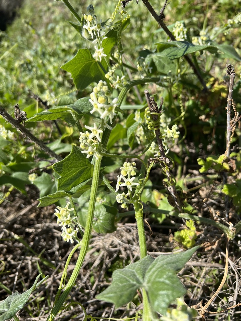 California manroot from Point Reyes National Seashore, Bolinas, CA, US ...