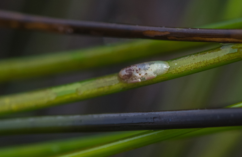 Surfgrass Limpet from Los Angeles, CA, USA on January 31, 2022 at 02:26 ...