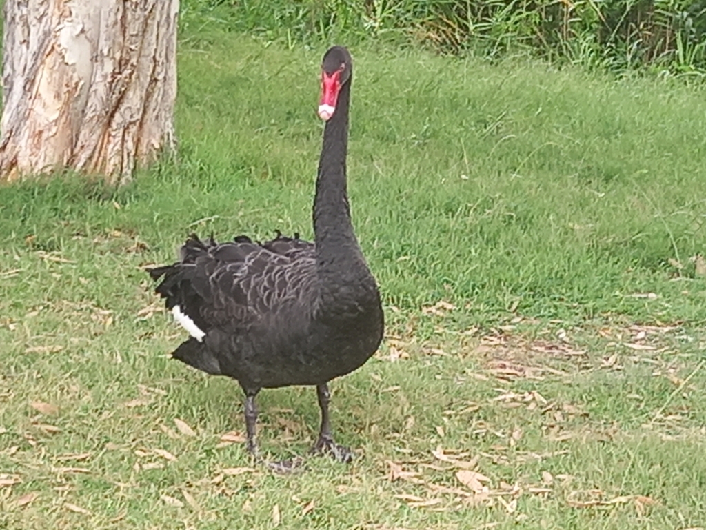 Black Swan from Centennial Park NSW 2021, Australia on February 01 ...