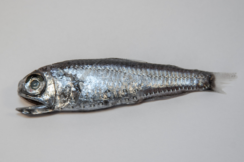 Electrona antarctica · iNaturalist Ecuador