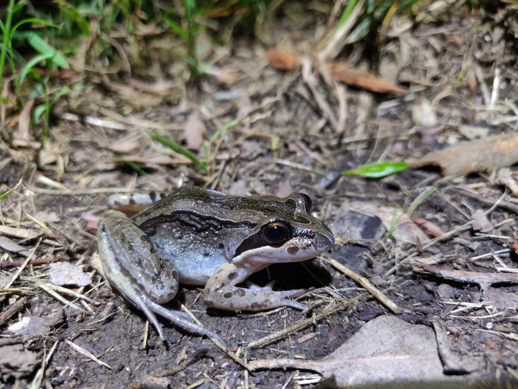 Striped Marsh Frog from Kurmond NSW 2757, Australia on January 31, 2022 ...