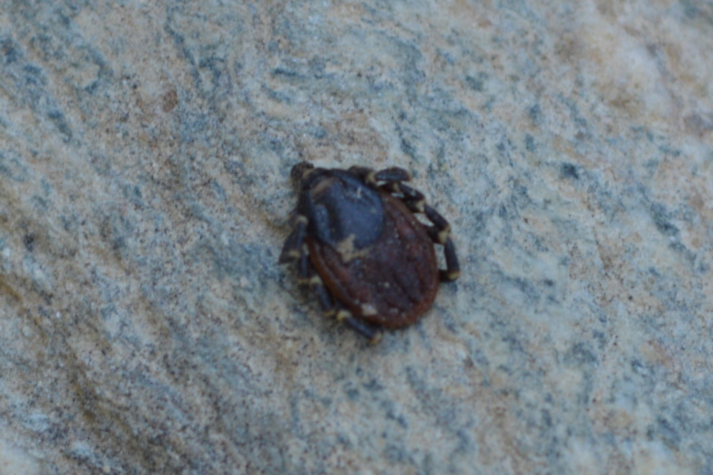 Tortoise tick from Platanidia 373 00, Greece on July 10, 2014 at 05:10 ...