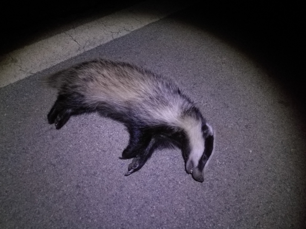 Cretan and Rhodes Badger from Southern Aegean, Greece on July 21, 2018 ...