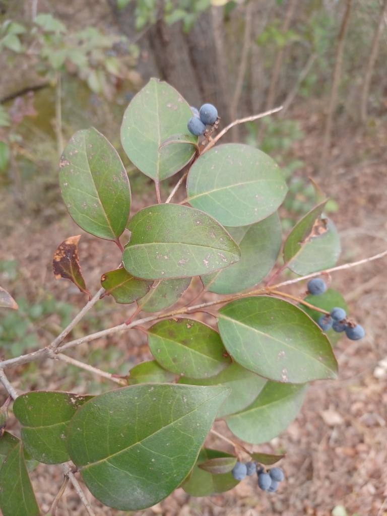 tree privet from Westworth Village, TX, USA on February 01, 2022 at 09: ...
