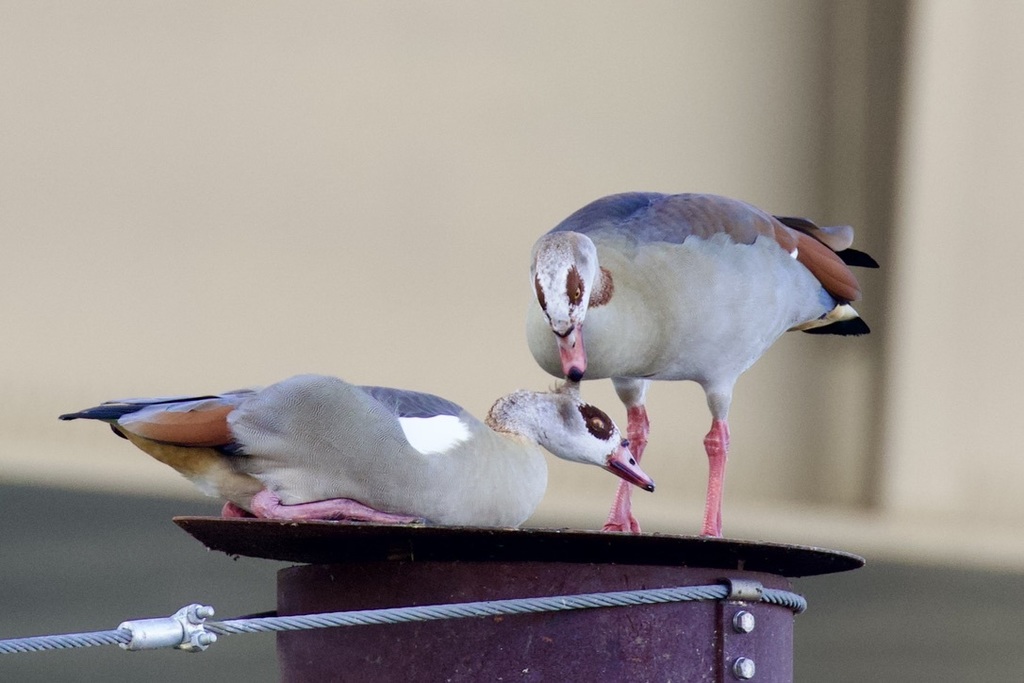 Egyptian Goose from Breite, Basel, Switzerland on January 30, 2022 at ...