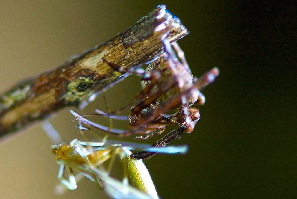 Long-necked Assassin Spiders from Analamanga, Madagascar on November 26 ...
