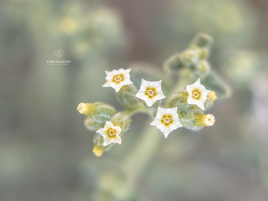 Heliotropium digynum from AlUla Arabia Saudita on January 27, 2022 at ...