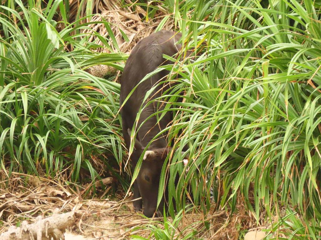 Cattle from Tong Fuk, Lantau Island, Hong Kong on January 29, 2022 at ...